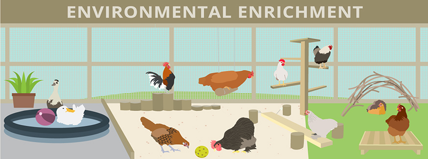 PoultryDVM | Visual, Interactive Poultry Health Information