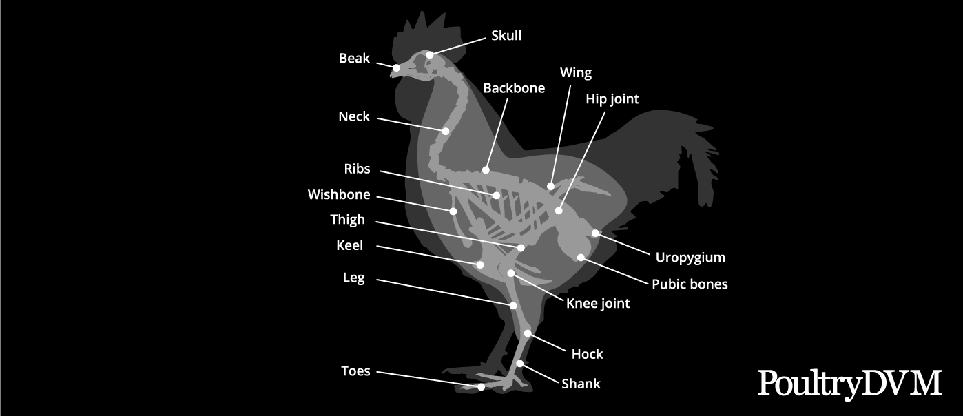 PoultryDVM | Musculoskeletal