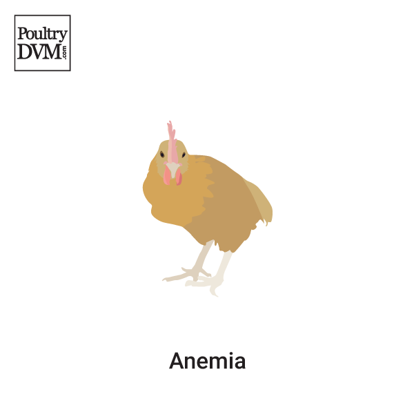 Anemia in Chickens: Signs, Treatment & Prevention