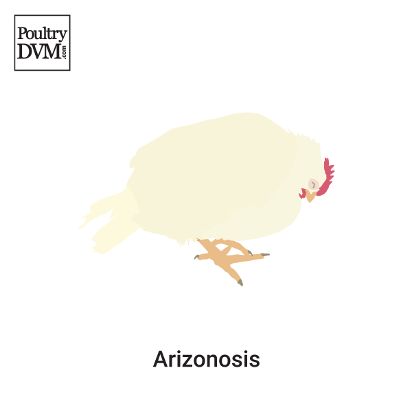 Arizonosis in Chickens: Signs, Treatment & Prevention
