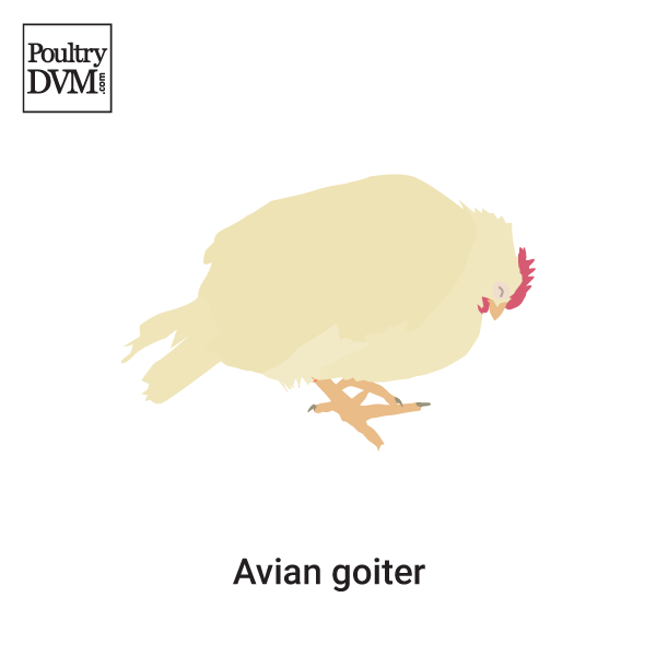 Avian goiter in Chickens: Signs, Treatment & Prevention
