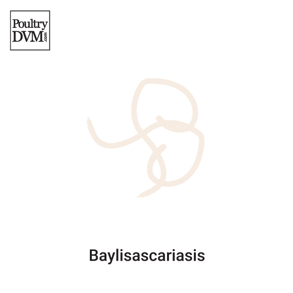 Baylisascariasis in Chickens: Signs, Treatment & Prevention