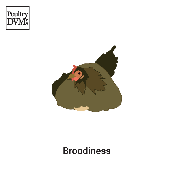 Broodiness in Chickens: Signs, Treatment & Prevention