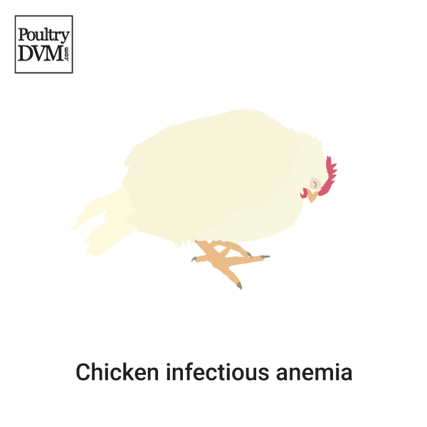 Chicken infectious anemia in Chickens: Signs, Treatment & Prevention
