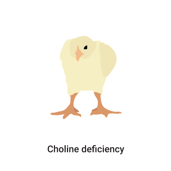 Choline deficiency in Chickens: Signs, Treatment & Prevention