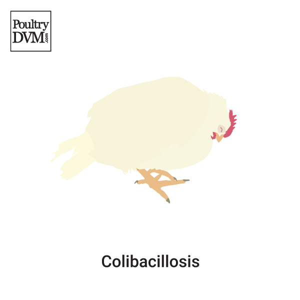 Colibacillosis in Chickens: Signs, Treatment & Prevention