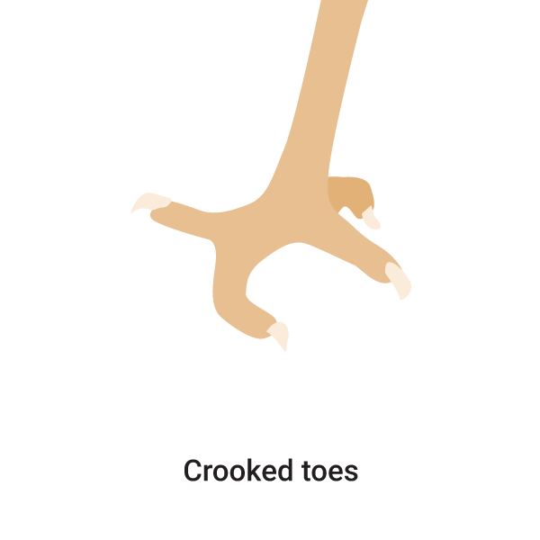 Crooked toes in Chickens: Signs, Treatment & Prevention