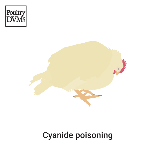 Cyanide poisoning in Chickens: Signs, Treatment & Prevention