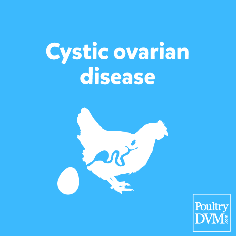 Ovarian Cysts in Chickens: Signs, Treatment & Prevention