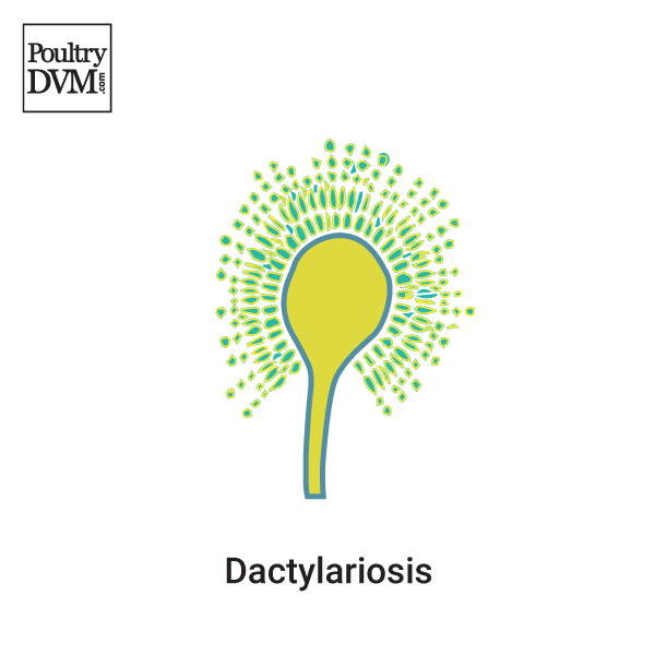 Dactylariosis in Chickens: Signs, Treatment & Prevention
