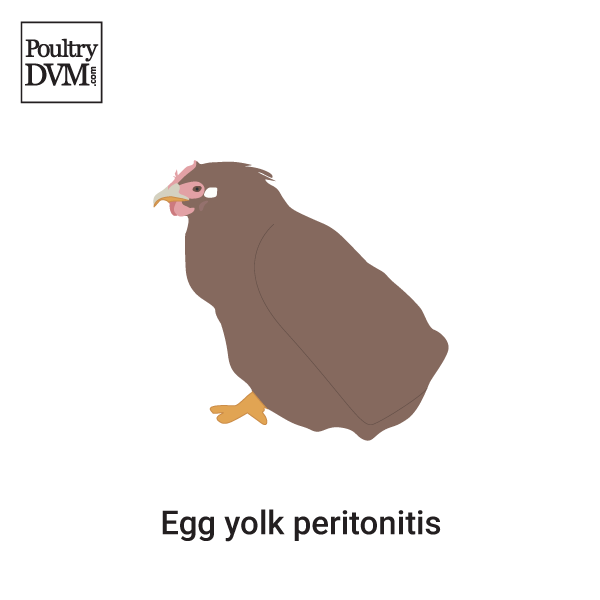 Yolk Egg Peritonitis at Antonio Fore blog