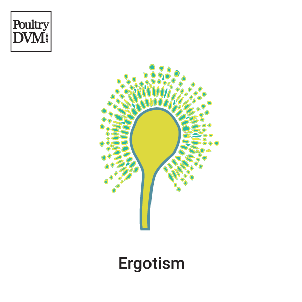 Ergotism in Chickens: Signs, Treatment & Prevention