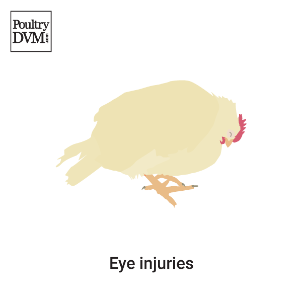 Eye injuries in Chickens: Signs, Treatment & Prevention