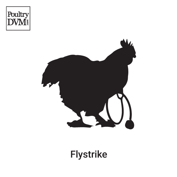 Flystrike (Myiasis) in Chickens: Signs, Treatment & Prevention