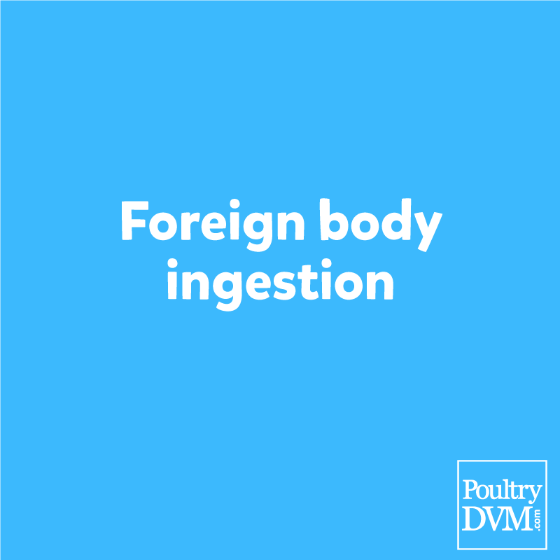 Foreign body ingestion in Chickens: Signs, Treatment & Prevention