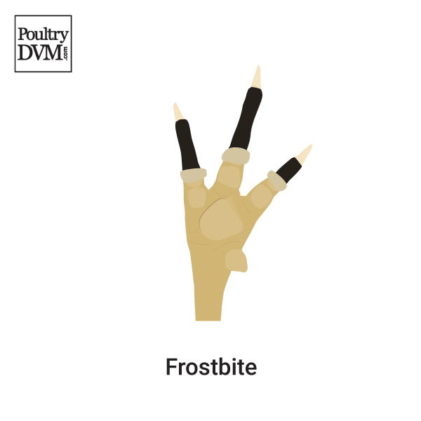 Frostbite in Chickens: Signs, Treatment & Prevention