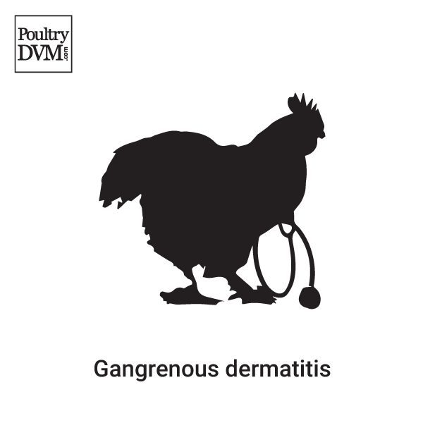 Gangrenous dermatitis in Chickens: Signs, Treatment & Prevention