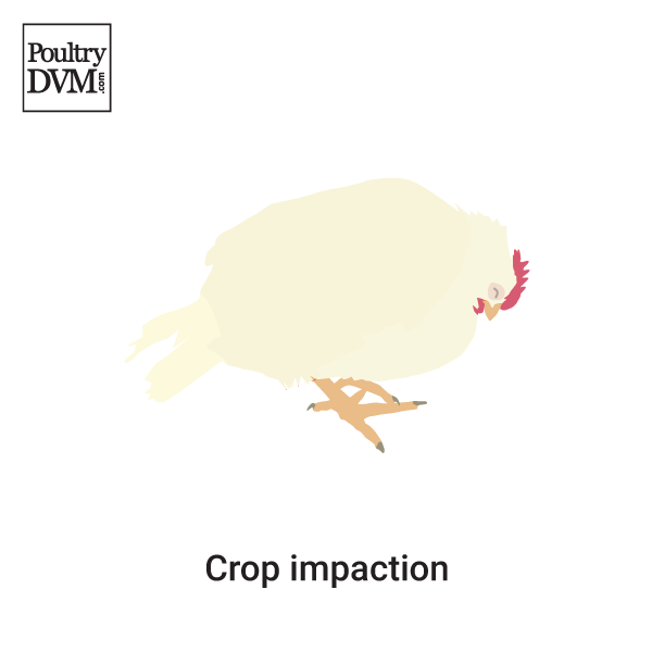 Crop impaction in Chickens: Signs, Treatment & Prevention