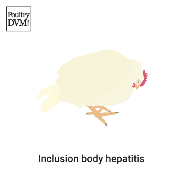 Inclusion body hepatitis in Chickens: Signs, Treatment & Prevention