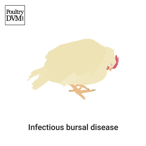 Infectious bursal disease in Chickens: Signs, Treatment & Prevention