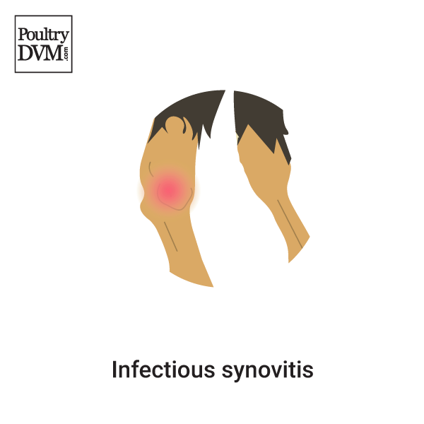 Infectious synovitis in Chickens: Signs, Treatment & Prevention