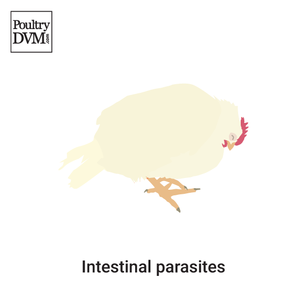 Intestinal parasites in Chickens: Signs, Treatment & Prevention