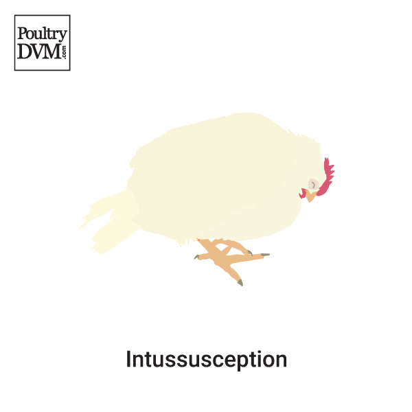 Intussusception in Chickens: Signs, Treatment & Prevention