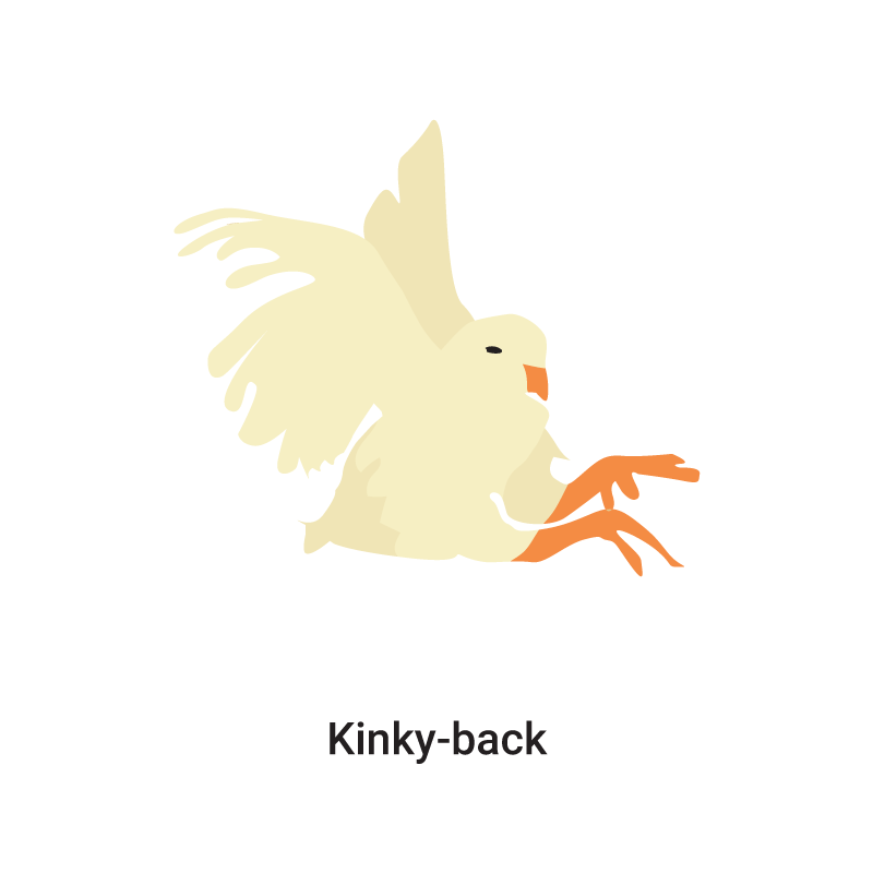 Kinky-back in Chickens: Signs, Treatment & Prevention