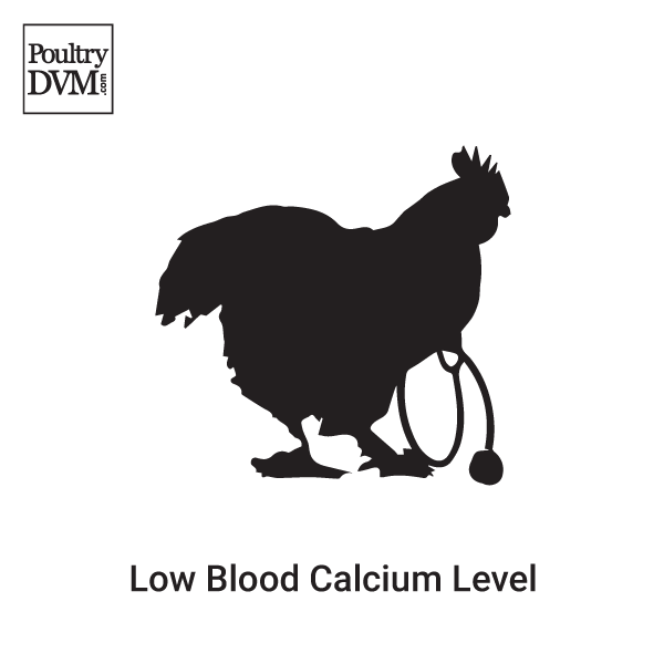 Low Blood Calcium Level in Chickens: Signs, Treatment & Prevention