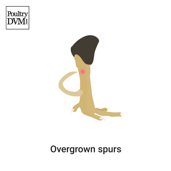 Overgrown spurs in Chickens: Signs, Treatment & Prevention