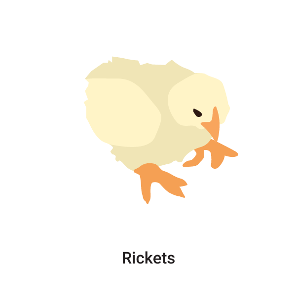 Rickets in Chickens: Signs, Treatment & Prevention