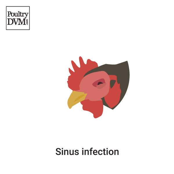 Sinus infection (sinusitis) in Chickens: Signs, Treatment & Prevention