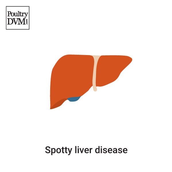 Spotty liver disease in Chickens: Signs, Treatment & Prevention