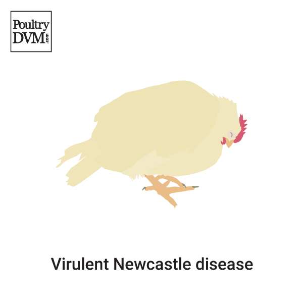 Virulent Newcastle disease (VND) in Chickens: Signs, Treatment & Prevention