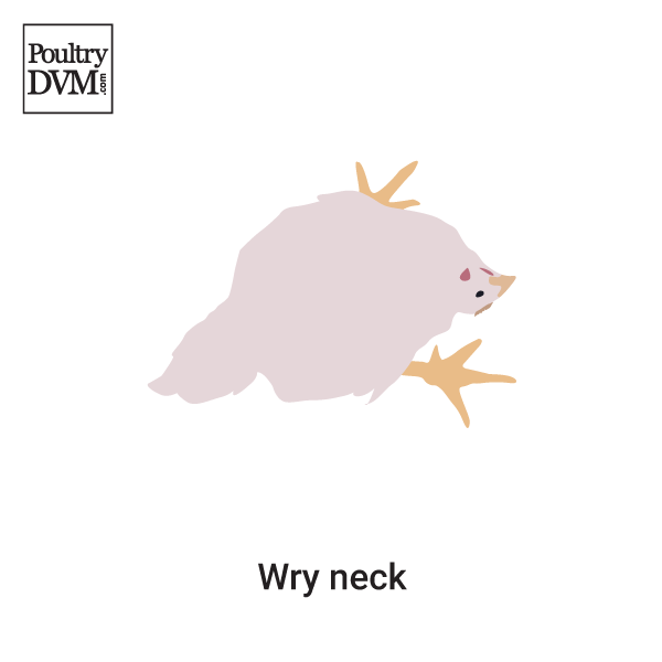 Wry neck in Chickens: Signs, Treatment & Prevention