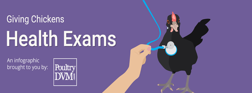 Infographic: Giving Chickens Health Exams Infographic