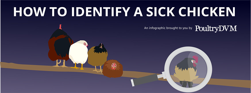 Identifying a Sick Chicken