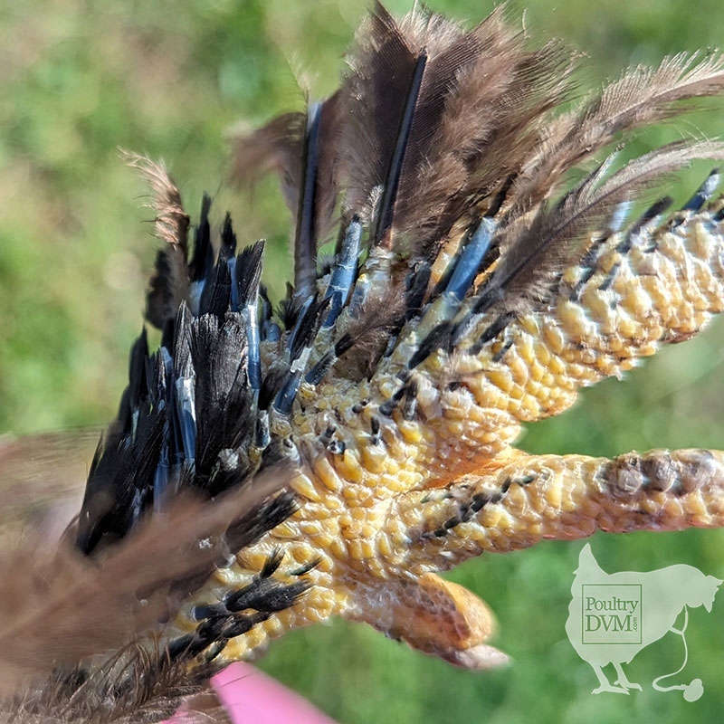 Broken blood feathers in Chickens